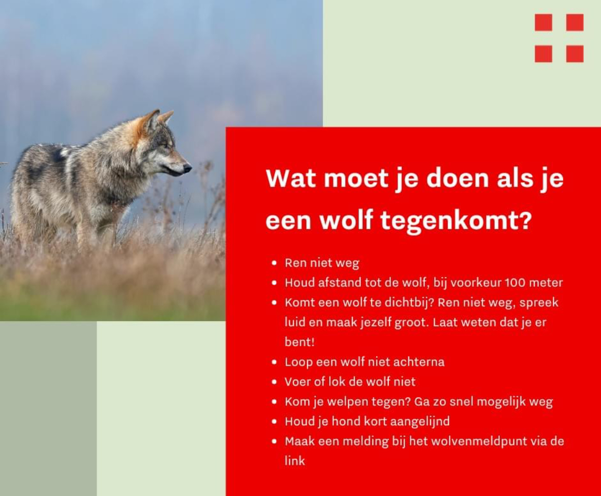 Ik ben niet bang voor de (boze) wolf, ben niet bang... - Schaerweijde ...